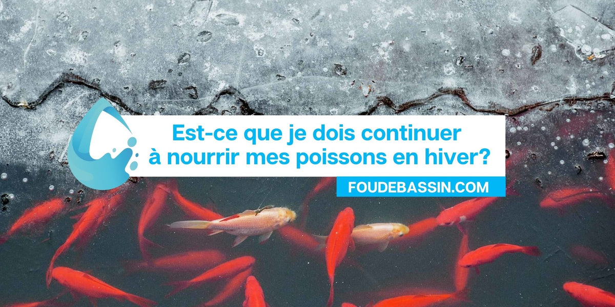Est-ce que je dois continuer à nourrir mes poissons en hiver ...
