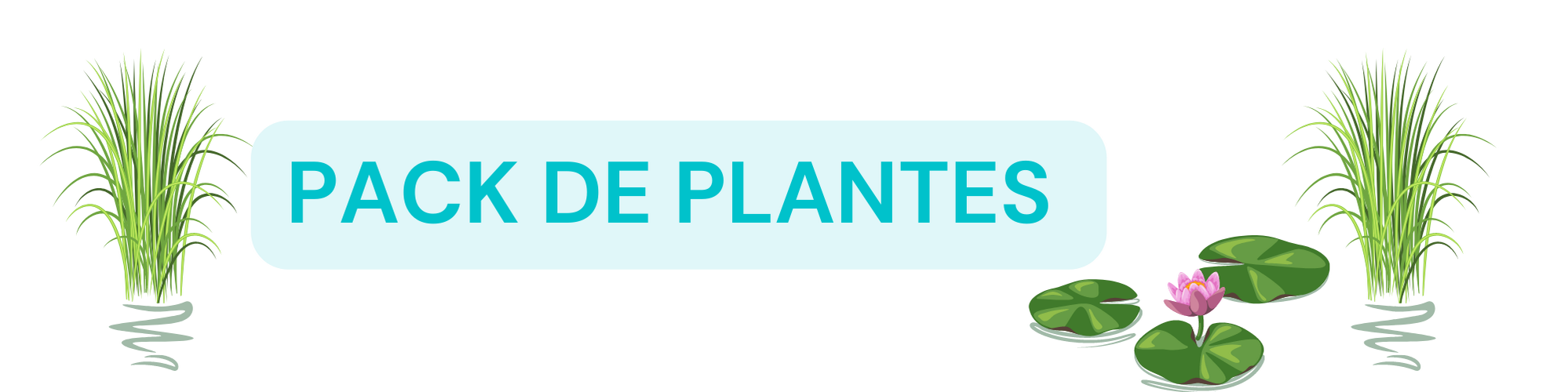 Packs de plantes aquatiques — FOUDEBASSIN.COM