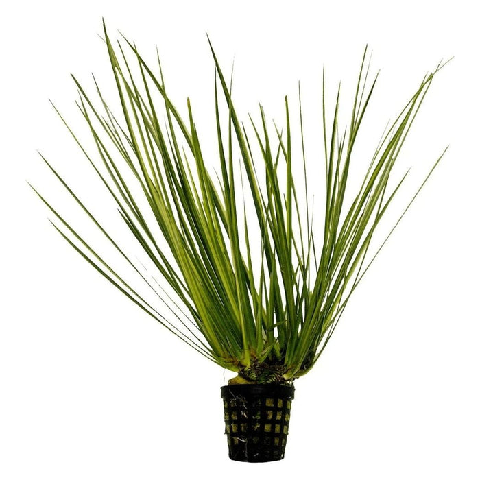 ACORUS VARIEGATUS 5 CM POT — FOUDEBASSIN.COM