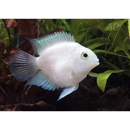CICHLASOMA HYBRID PLATINUM PARROT 5-6CM — FOUDEBASSIN.COM