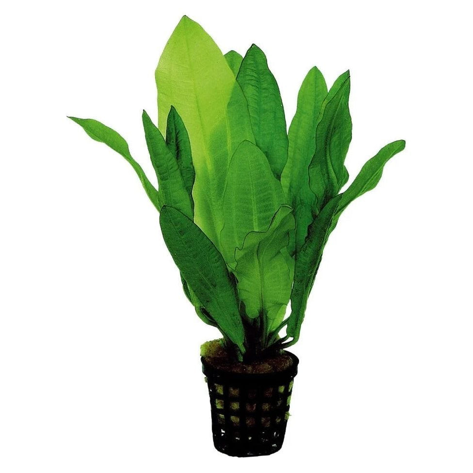 ECHINODORUS MARTII 5 CM POT — FOUDEBASSIN.COM