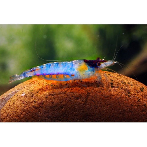 NEOCARIDINA HETEROPODA BLUE RILI 1,2CM — FOUDEBASSIN.COM