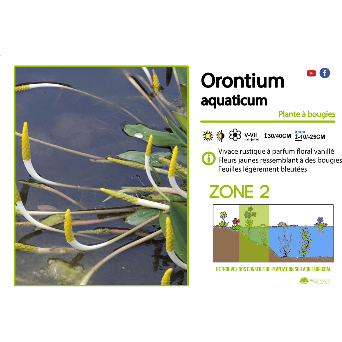 Orontium Aquaticum - Oronte aquatique (plante à bougies) - Plante de b ...