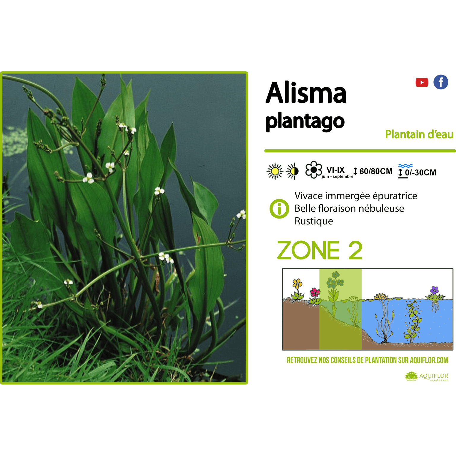 Plantes aquatiques — FOUDEBASSIN.COM