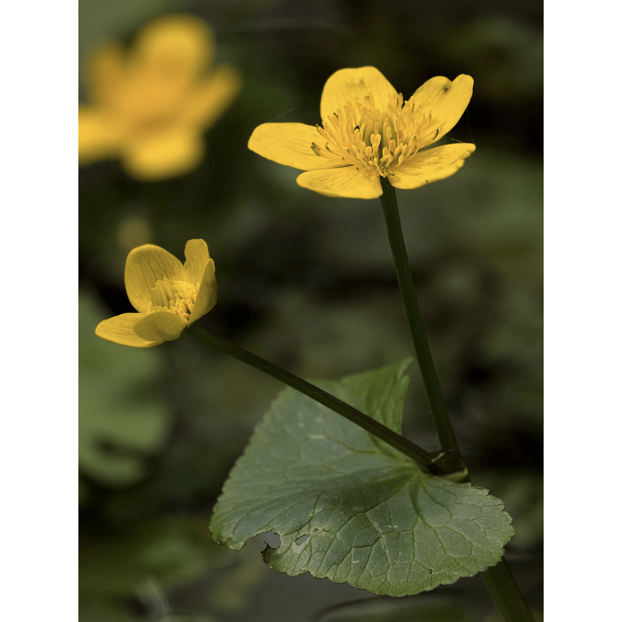 Acorus Calamus - Fragrant Rush - Marsh Plant — FOUDEBASSIN.COM