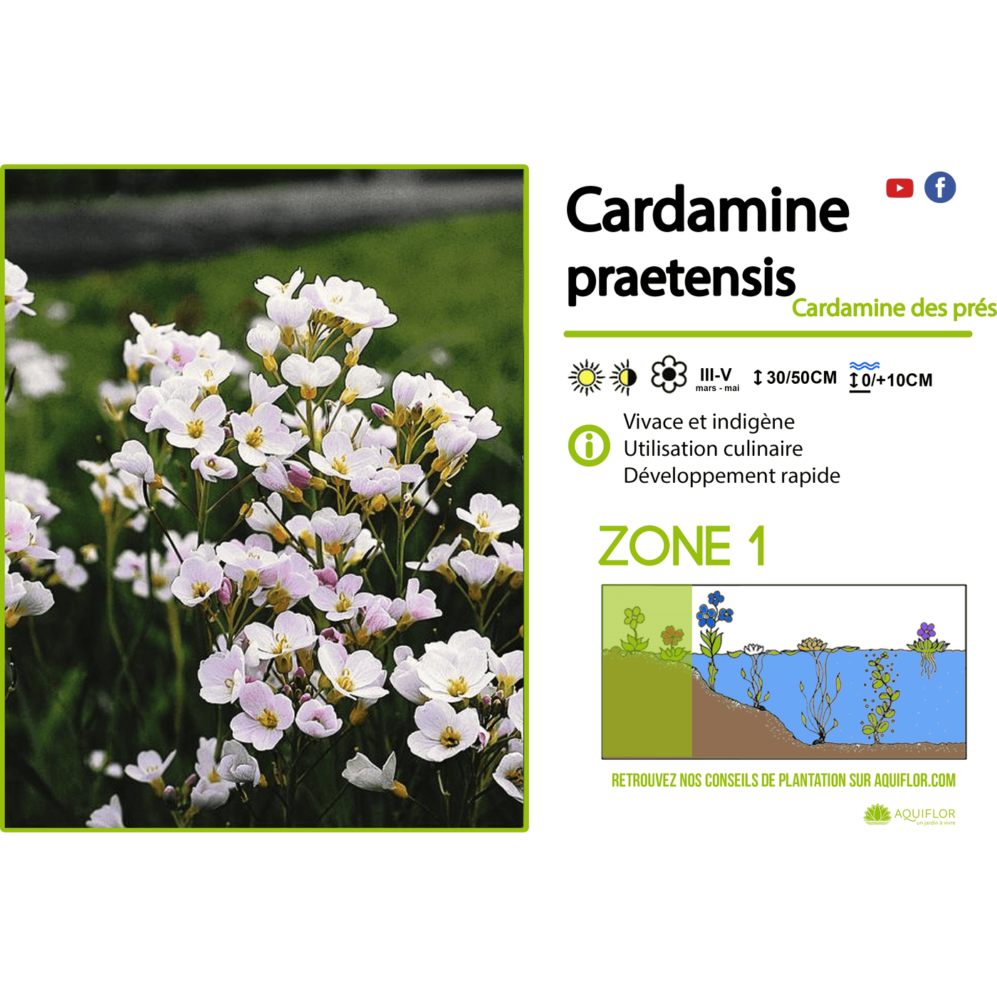 Plante Des Pres 4 Lettres
