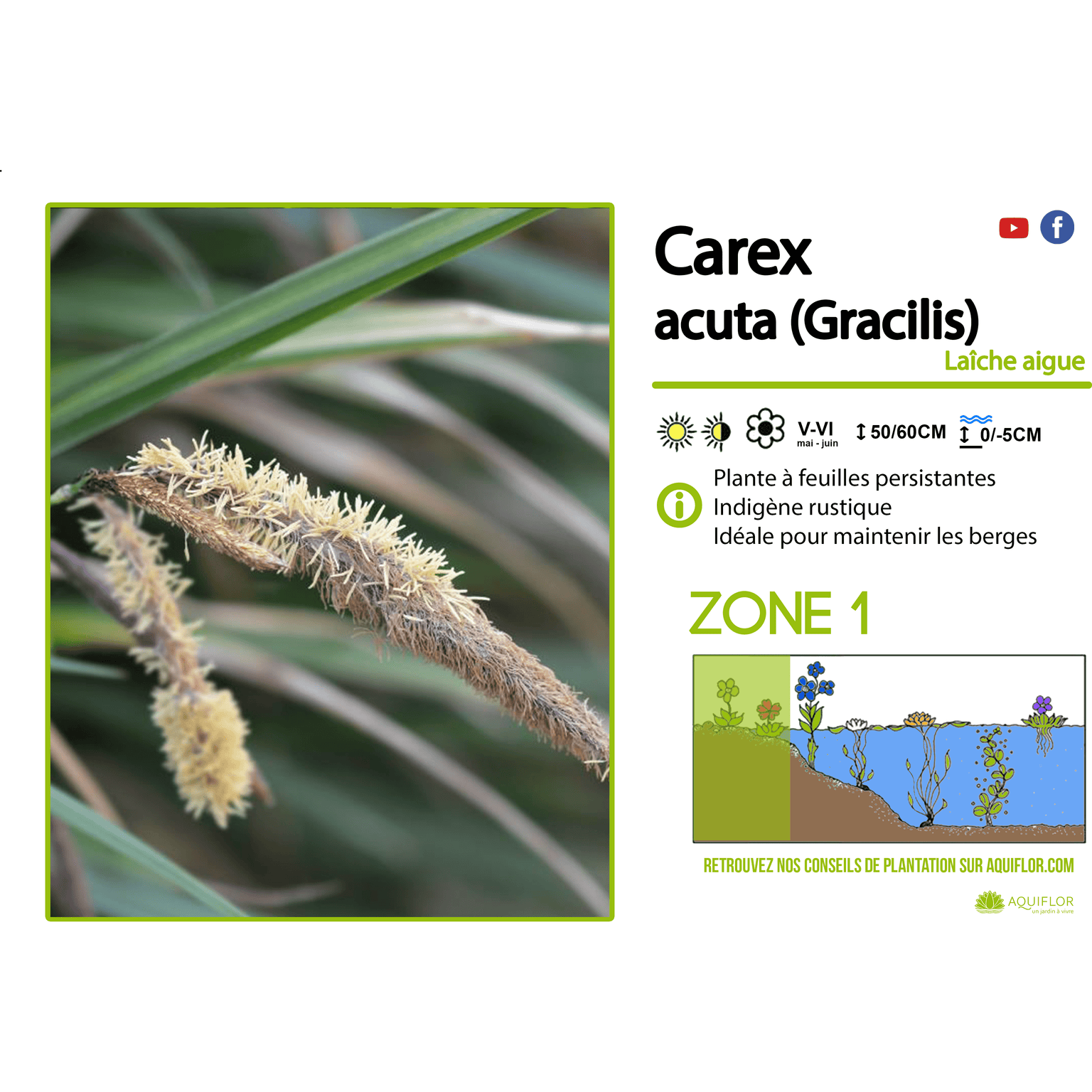 Plantes aquatiques — FOUDEBASSIN.COM