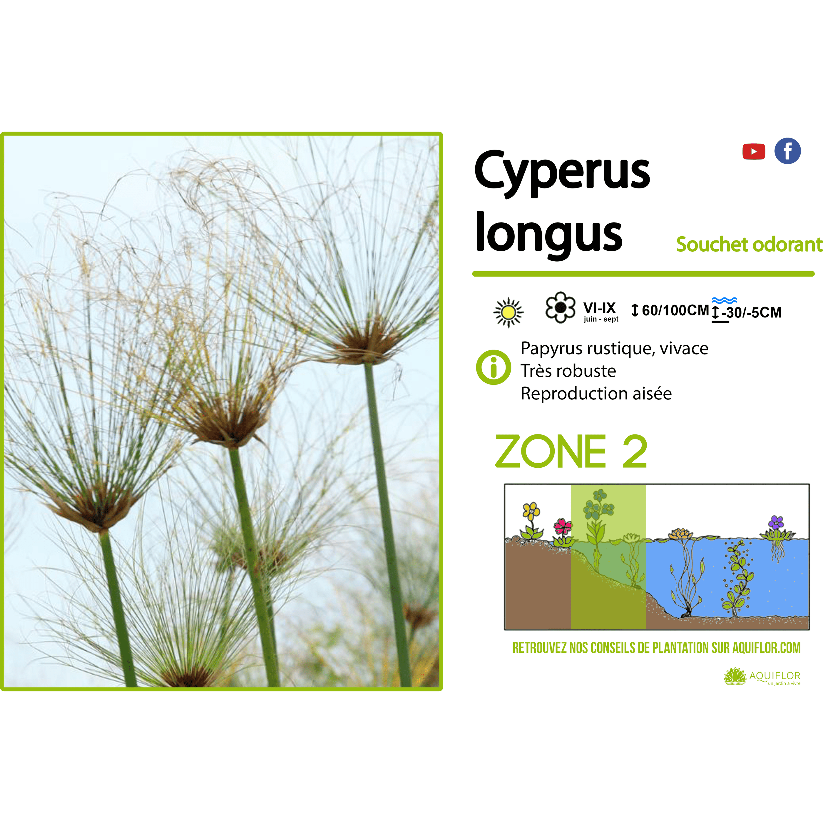 Acorus Calamus - Fragrant Rush - Marsh Plant — FOUDEBASSIN.COM