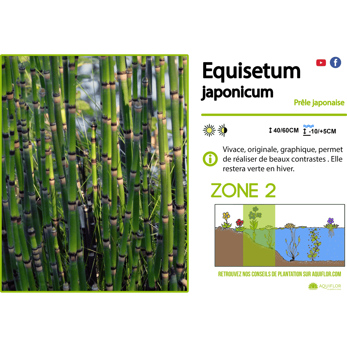 Equisetum japonicum - Prêle japonaise - Plante de berge - Par 3 pièces ...