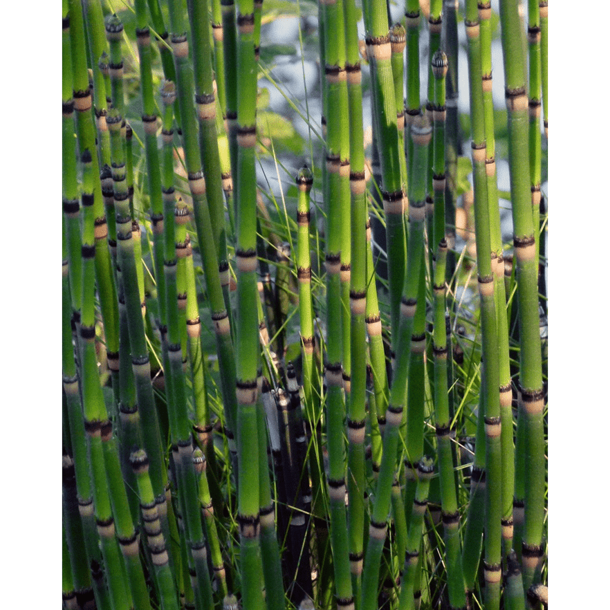 Equisetum japonicum - Prêle japonaise - Plante de berge - Par 3 pièces ...