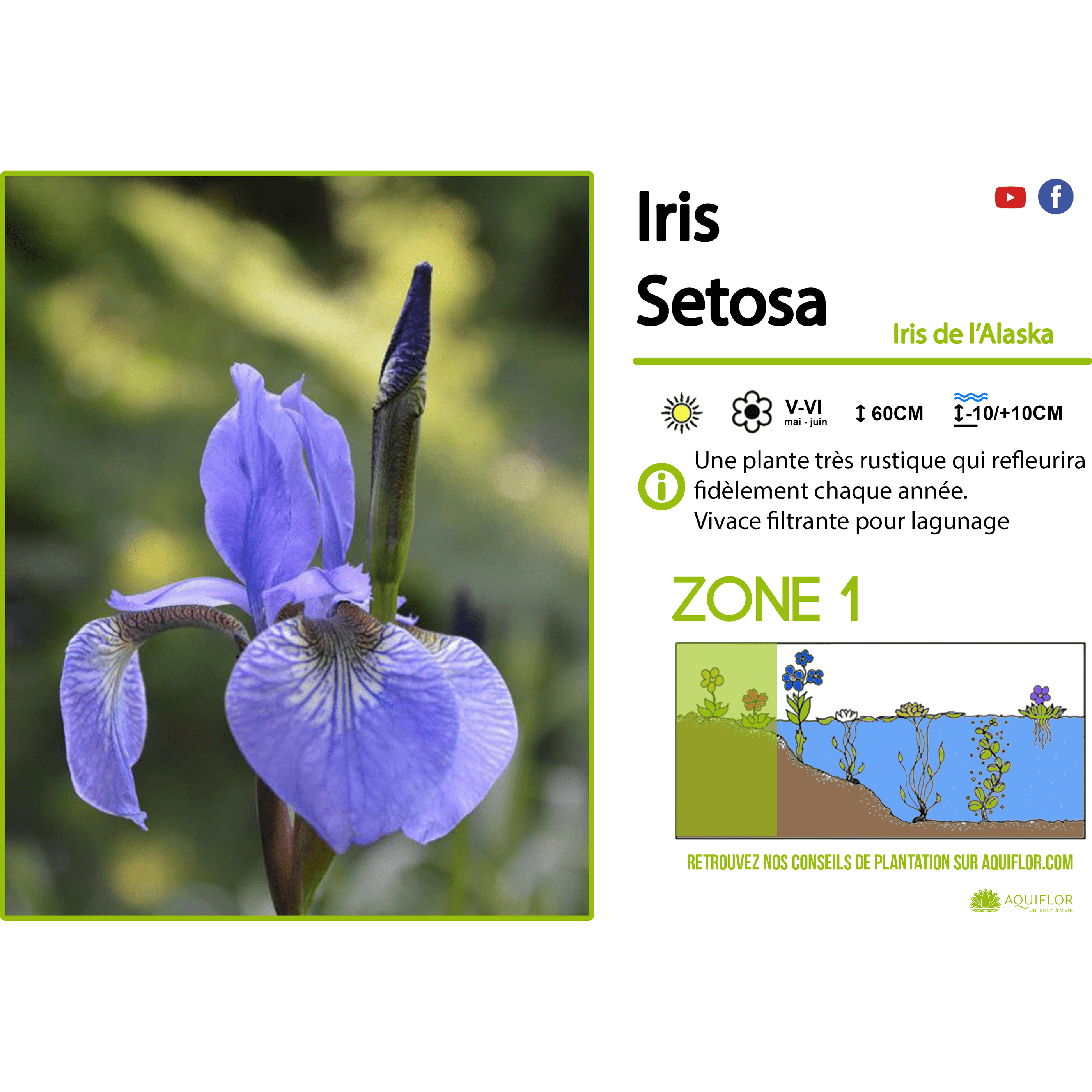 Iris Setosa - Iris de l'Alaska - Plante de berge - Par 3 pièces ...