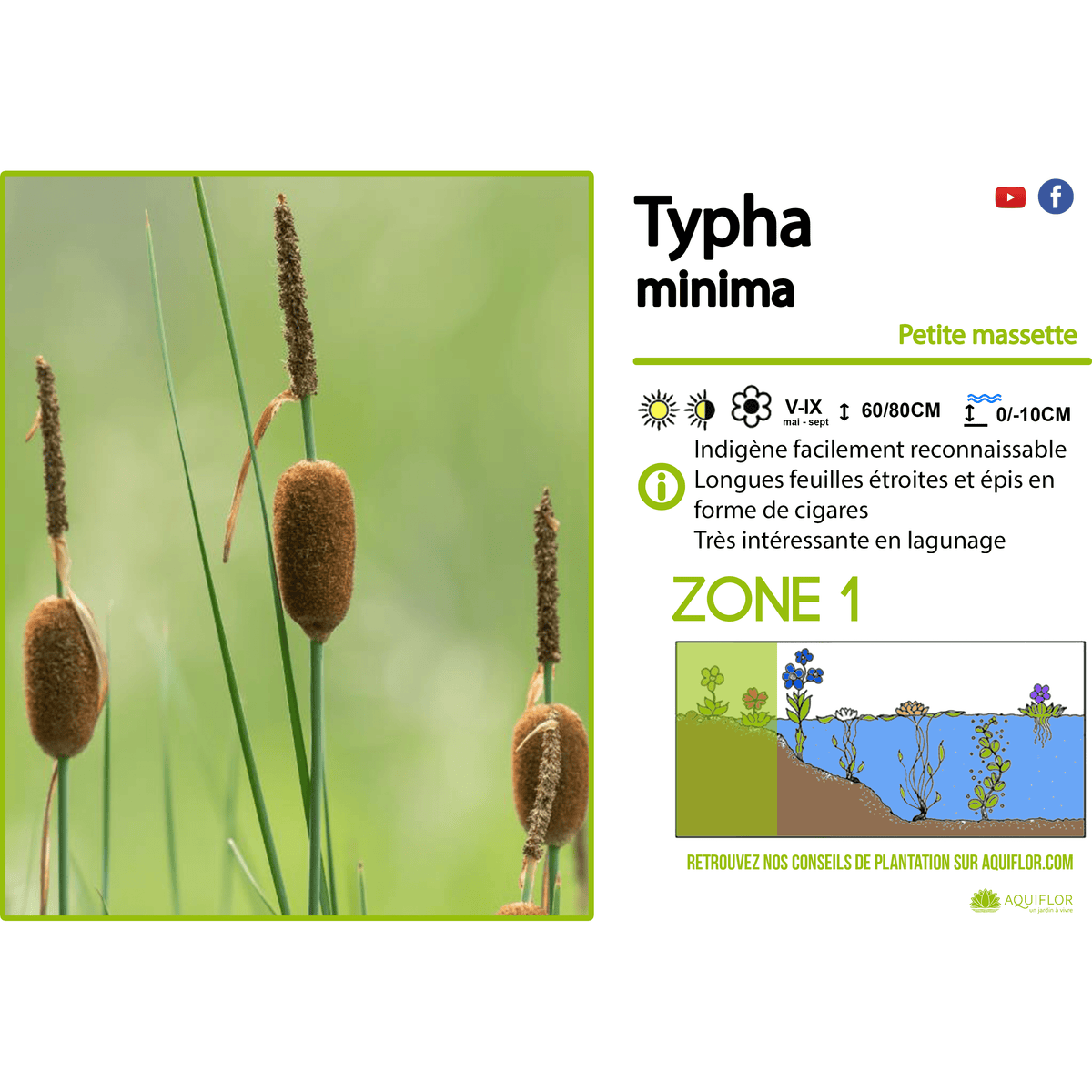Typha Minima - Petite massette - Plante de berge - Par 3 pièces ...